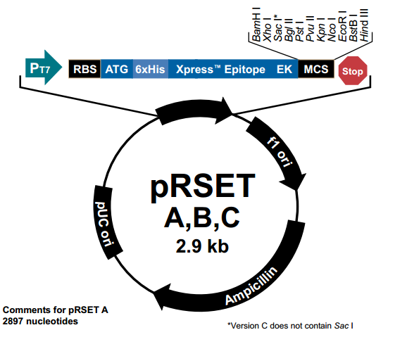 pRSET B原核表达载体质粒图谱序列抗性BioVector NTCC保藏中心 - Biovector质粒载体菌种细胞蛋白抗体基因保藏中心-NTCC典型培养物保藏中心